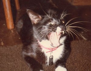 (Love is like a) Chain of Possession, a prose poem | Kimberly Townsend ...